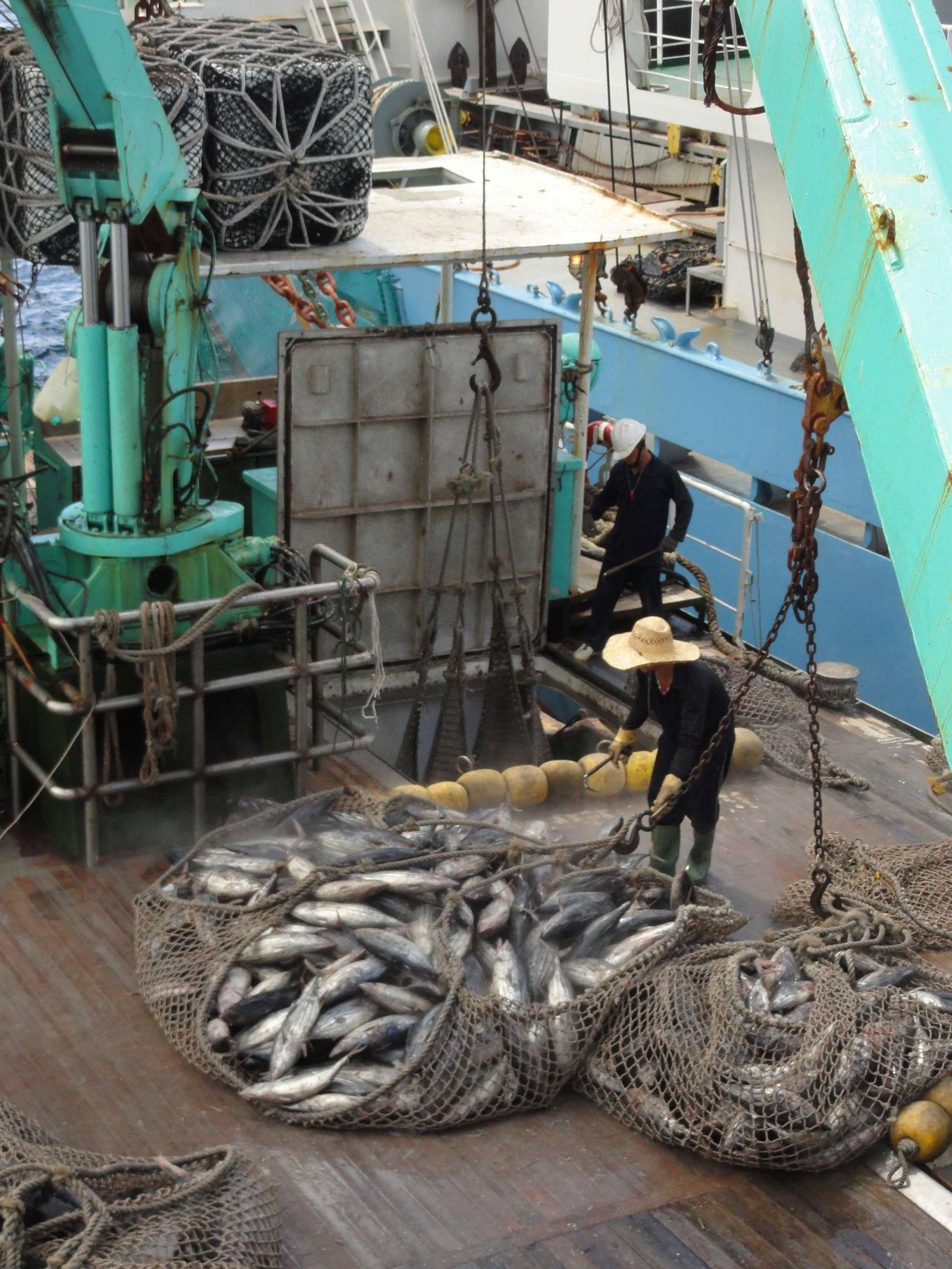 Price crunch hits Pacific skipjack sector | IntraFish.com