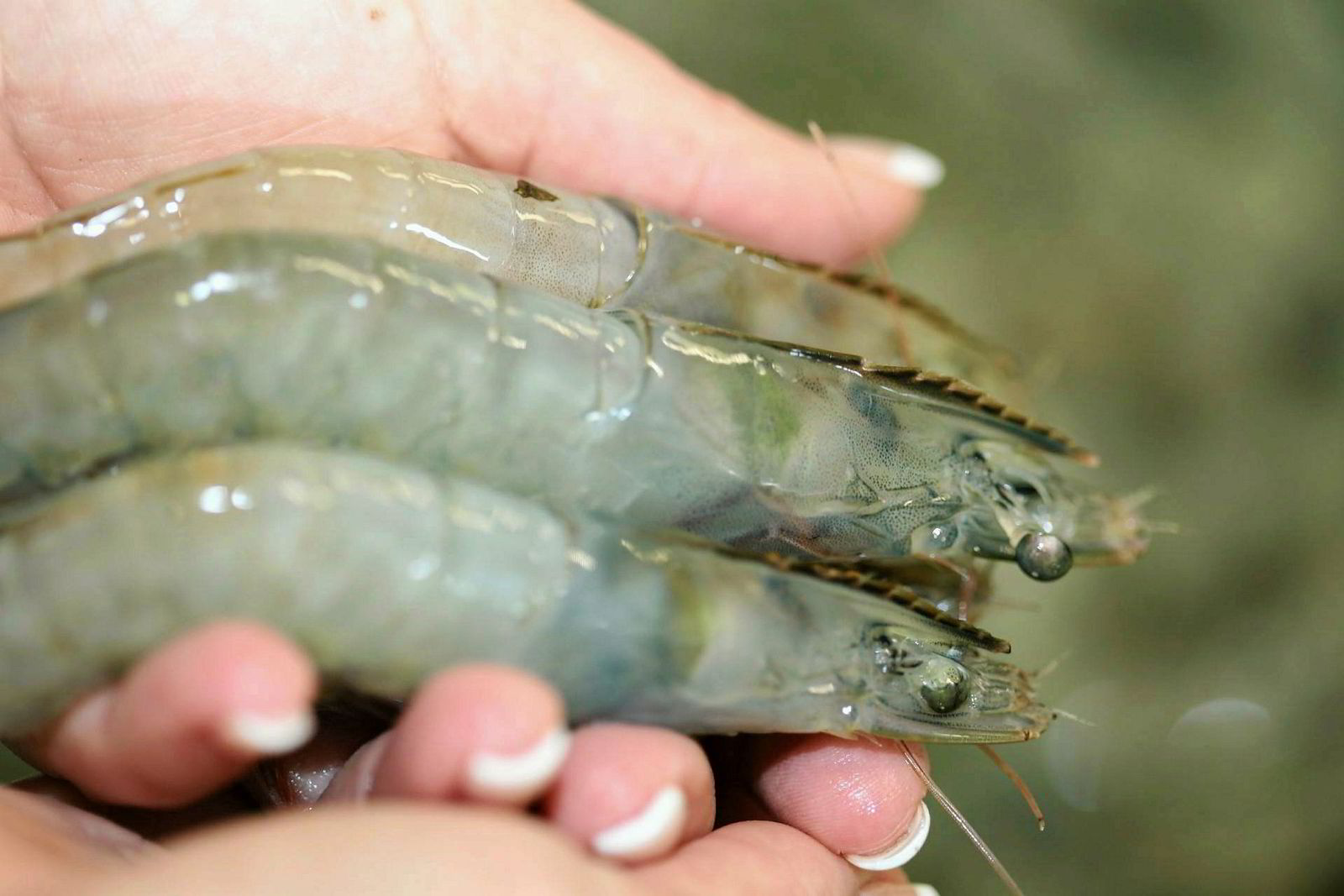 Swedish land-based shrimp firm hopes for comeback with new investors ...