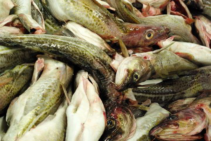 More cod goes MSC route | IntraFish.com