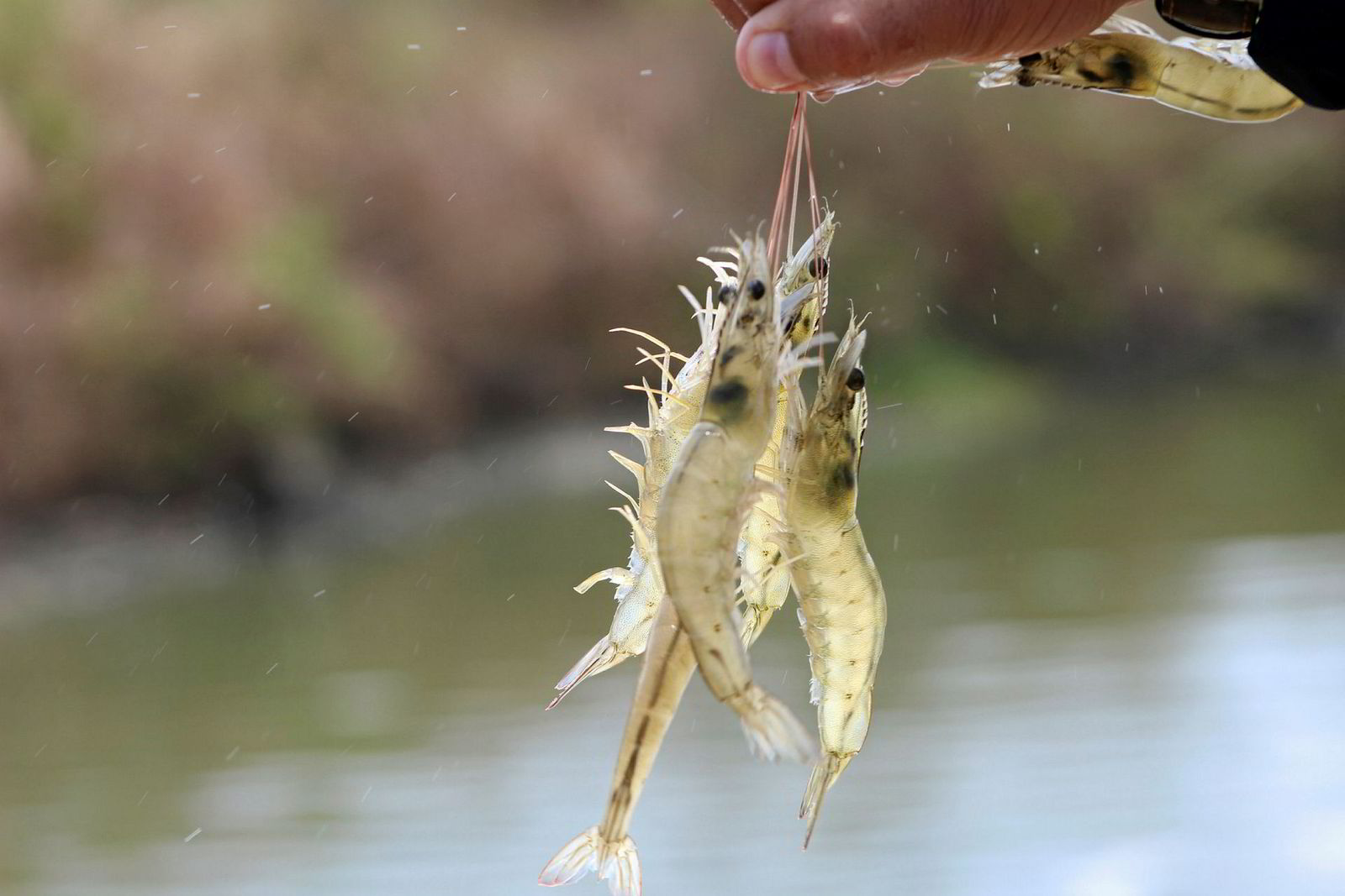 Ecuadorian shrimp farmer Songa targets antibiotic-free production ...