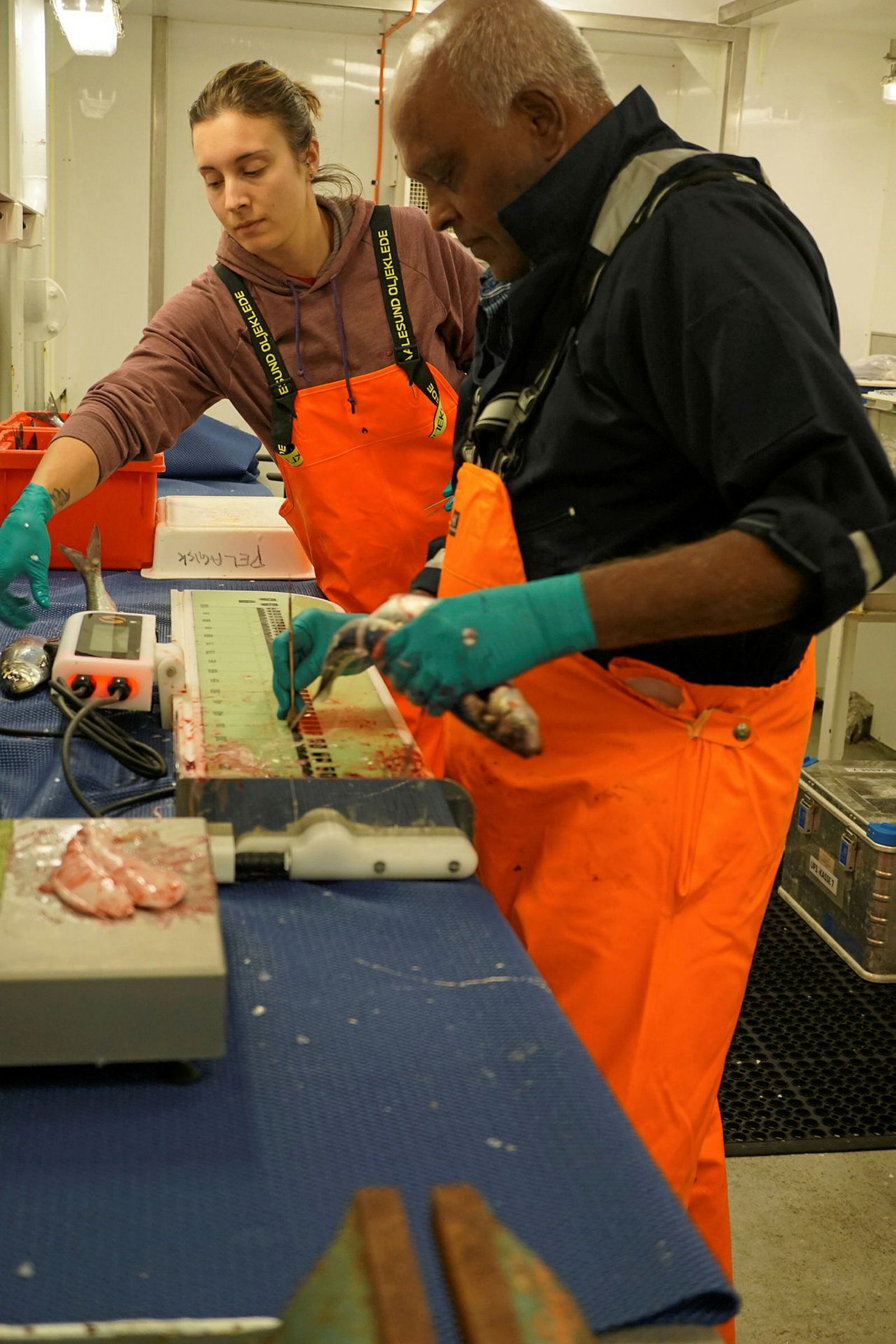 Forskerne møtte på en god 2016-årgang av NVG-sild i nord | Fiskeribladet