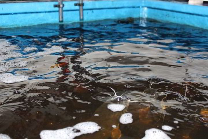 Photos: German aquaponics start-up sells first catfish batch ...