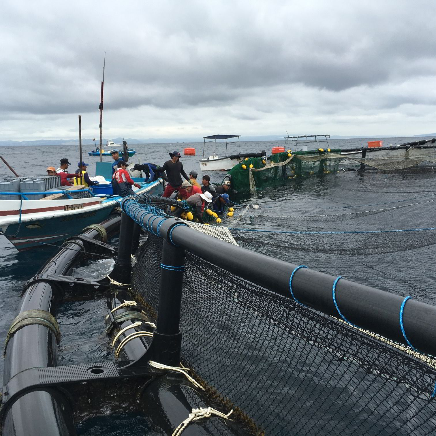 New partnership to bring cobia to US market | IntraFish.com