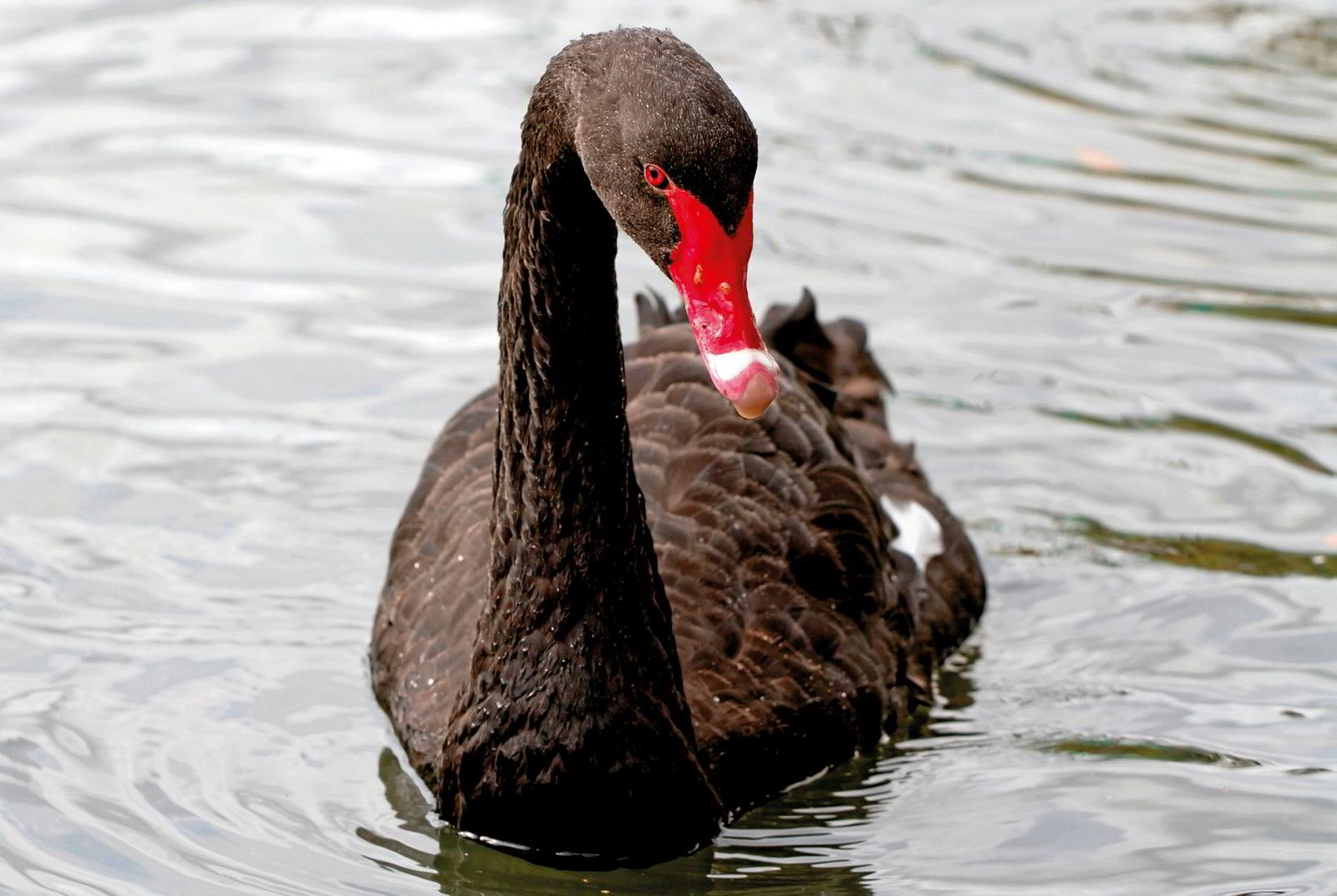 Ikke sorte svaner, men kanskje våtere og villere? | Europower