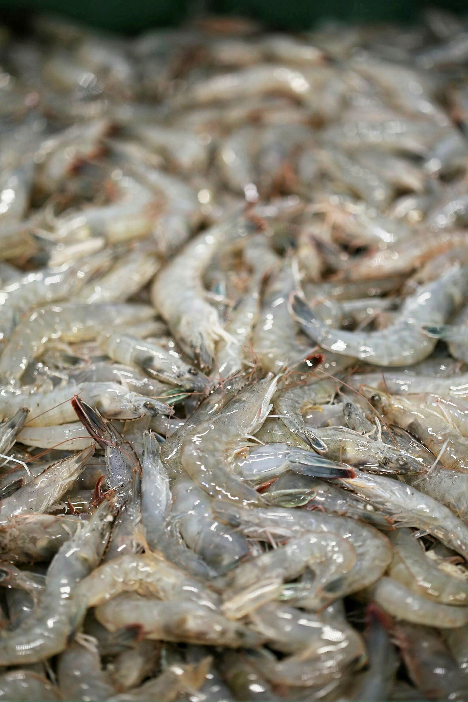 Swedish land-based shrimp firm hopes for comeback with new investors ...