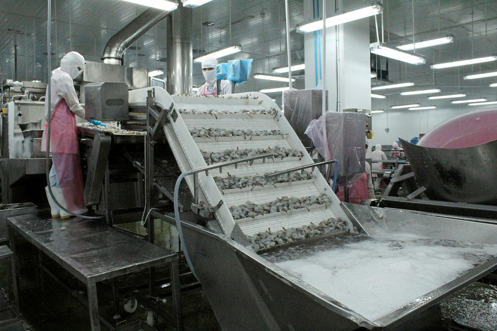 Inside Thai Union's shrimp processing plant | IntraFish