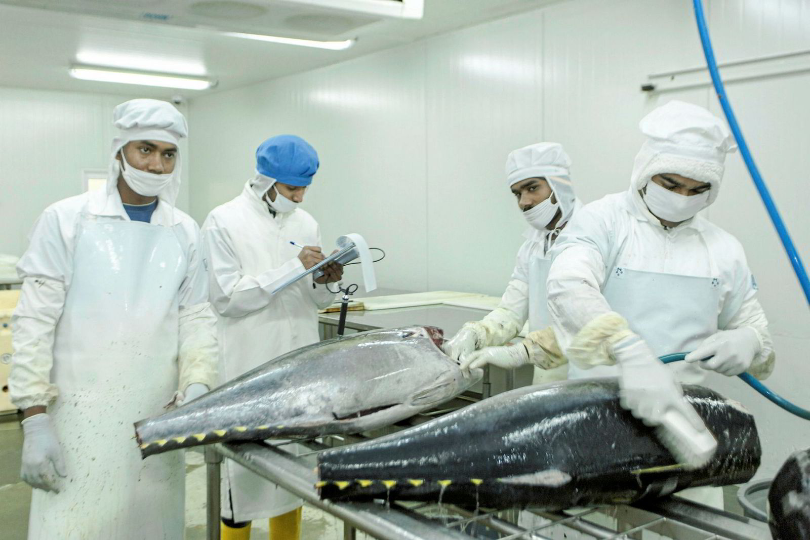 Ensis Fisheries: Bringing Maldives tuna to the world | IntraFish.com