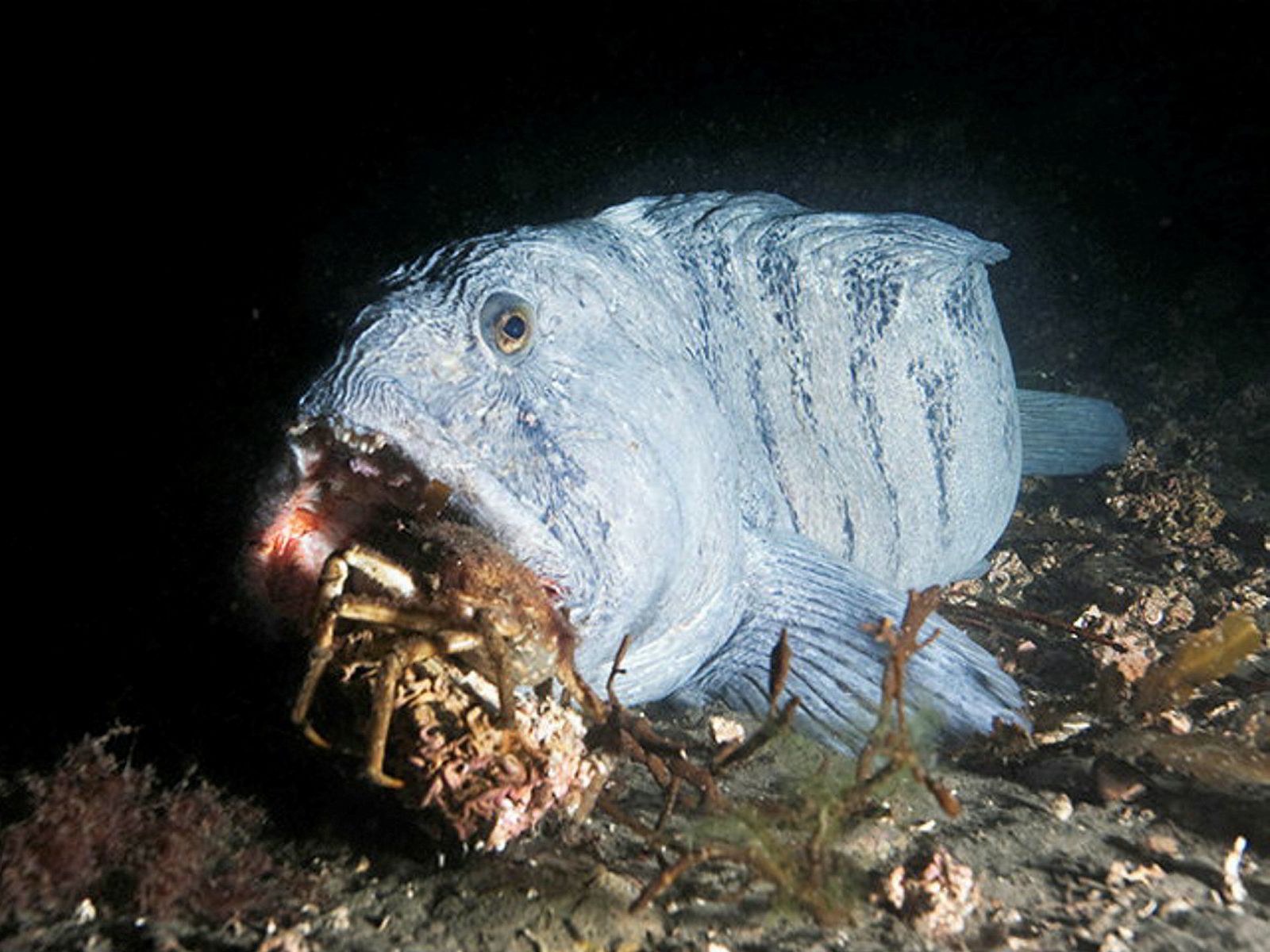 Steinbit gikk fra ufisk til delikatesse, etter det forsvant tareskogen ...