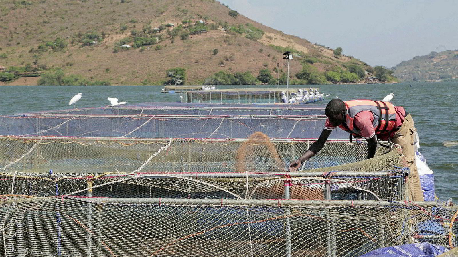 Meet Africa’s fastest-growing fish farm | IntraFish.com