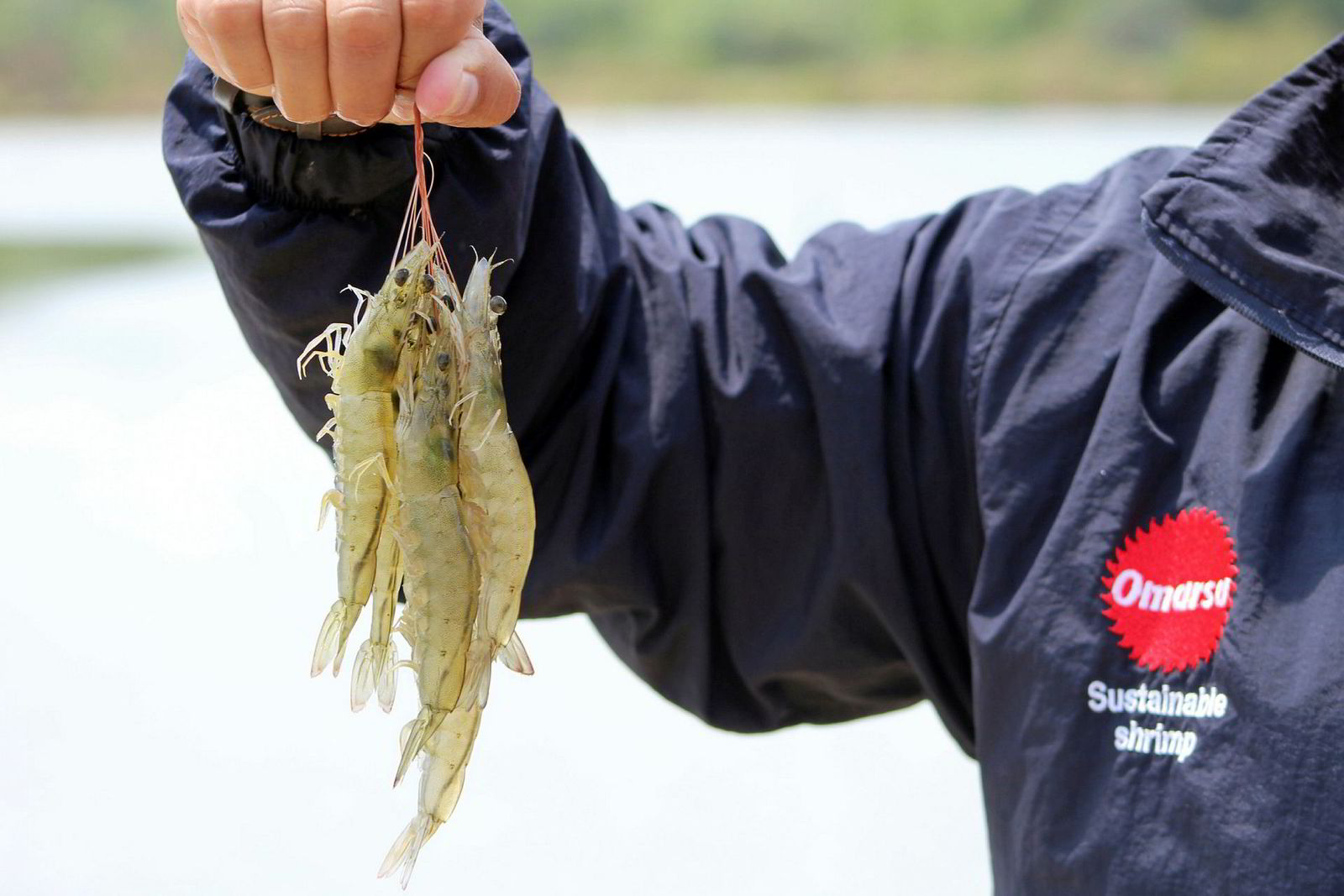 Farm Focus: Meet the world’s first organic shrimp farm | IntraFish.com