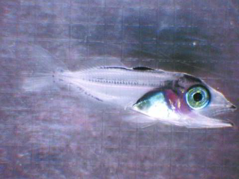 Clean Seas releases tuna fingerlings into the sea | IntraFish.com