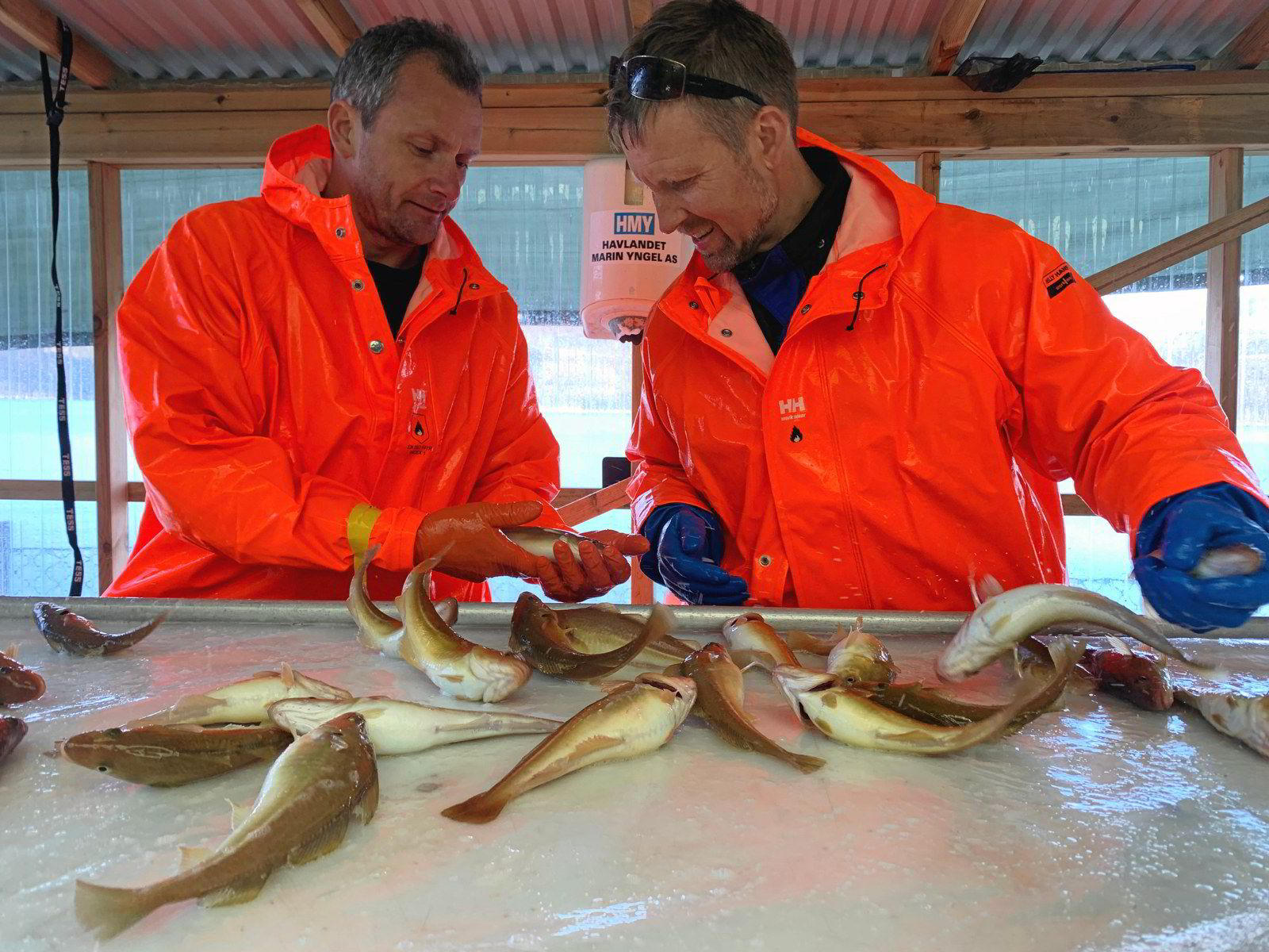 For ti år siden raste alt sammen rundt dem. Nå vil Havlandet Marin Yngel investere 1 milliard i ...