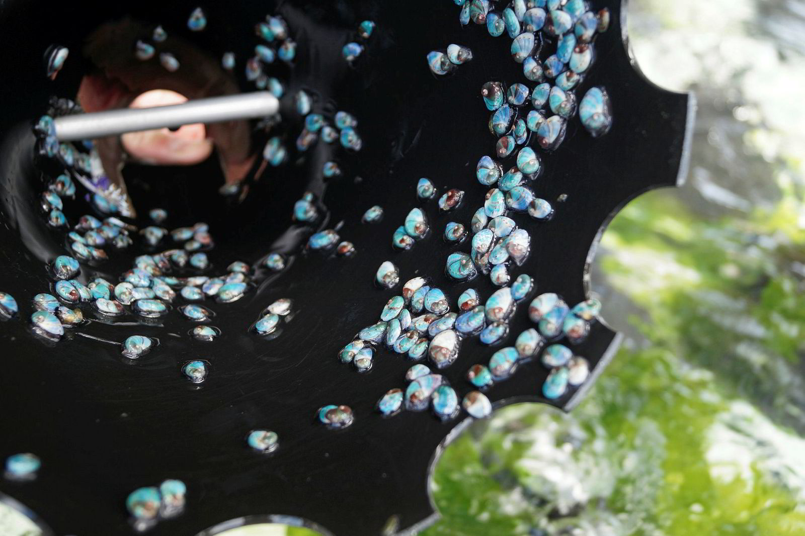 Farm Focus: Inside one of South Africa's biggest abalone operations ...