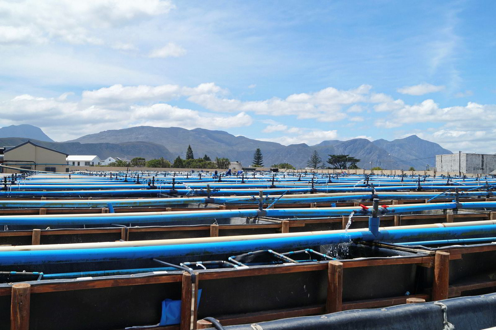 Farm Focus: Inside one of South Africa's biggest abalone operations ...