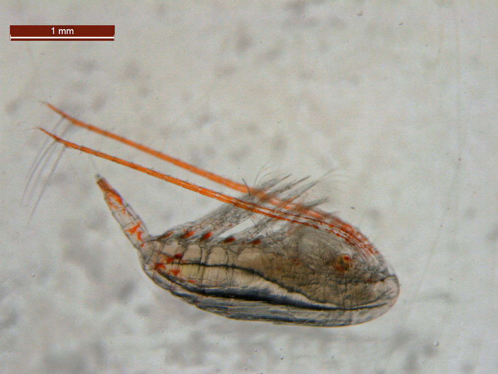 Calanus investerer 170 millioner kroner i verdens første raudåtefabrikk ...