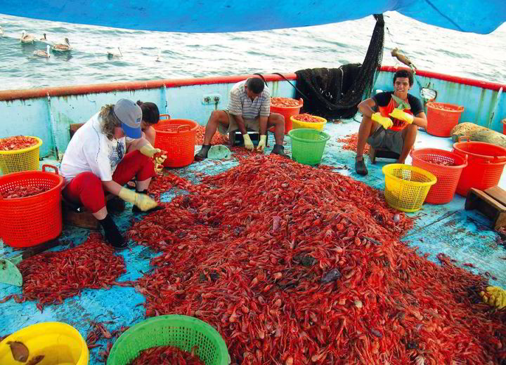 Photo gallery: Ristic invests in Costa Rican shrimp | IntraFish.com