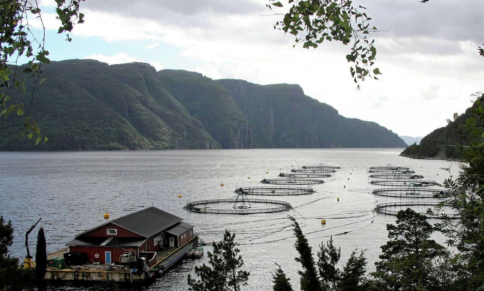 FAO: Aquaculture production to grow nearly 40% by 2030 | IntraFish.com