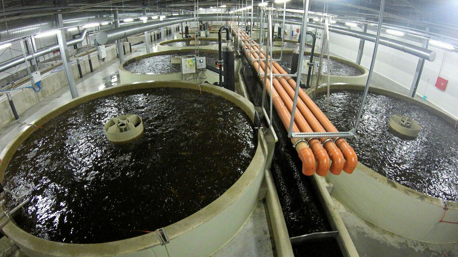 Israeli giant: Aquaculture's big money is in land-based | IntraFish.com