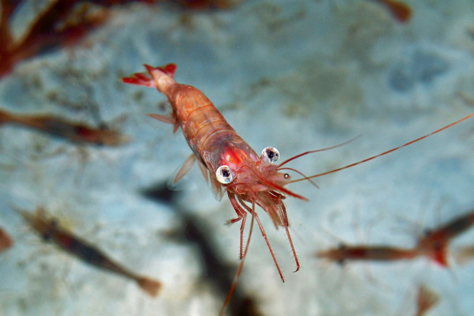 Teinefiske etter reke er mulig å få til, men det stopper på land ...