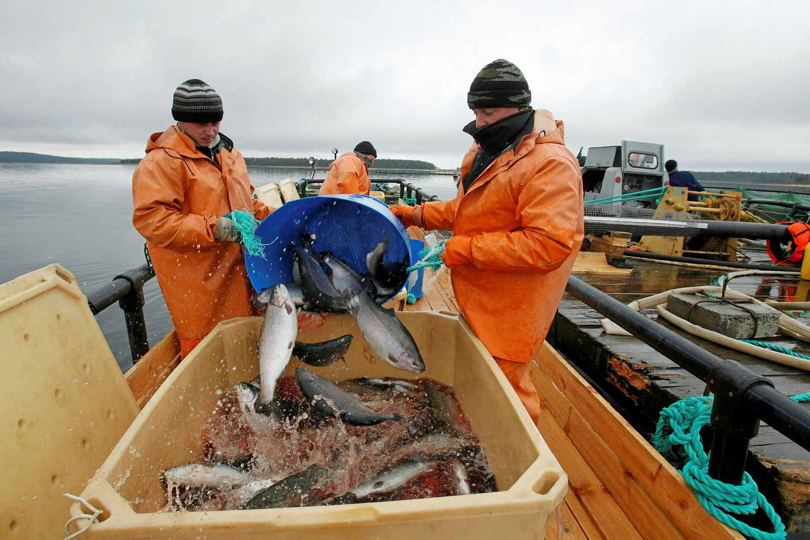 Russia's largest salmon producer eyes 60% jump in sales in 2017 ...