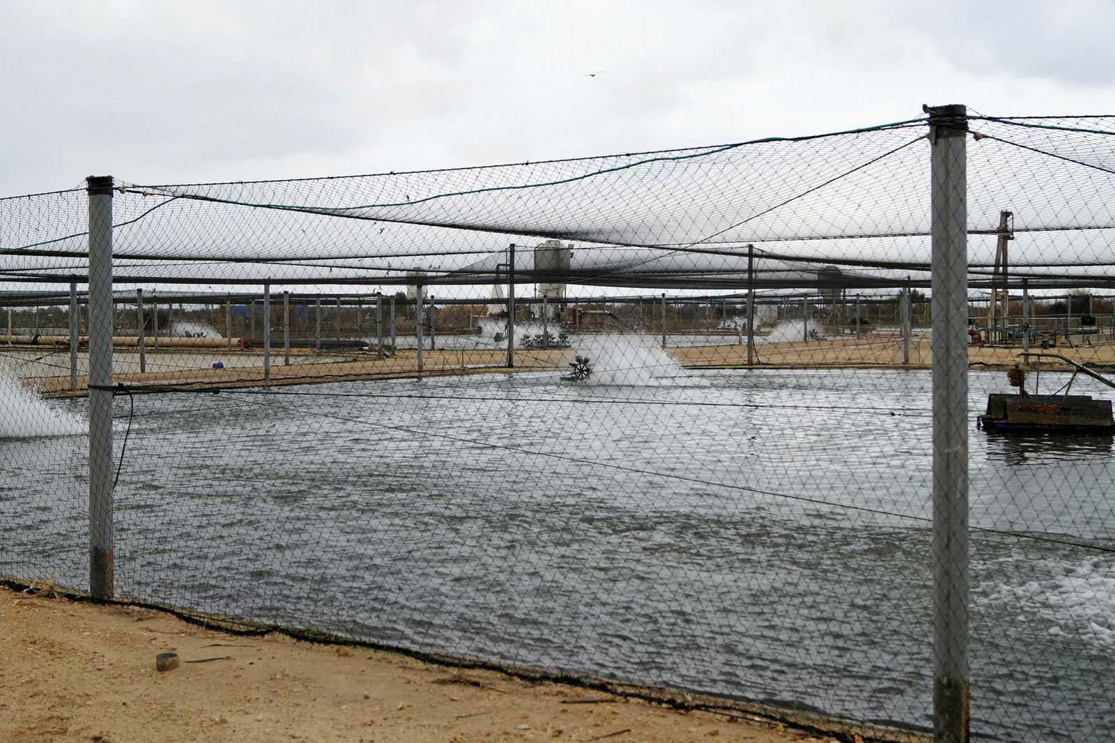 Israeli giant: Aquaculture's big money is in land-based | IntraFish.com