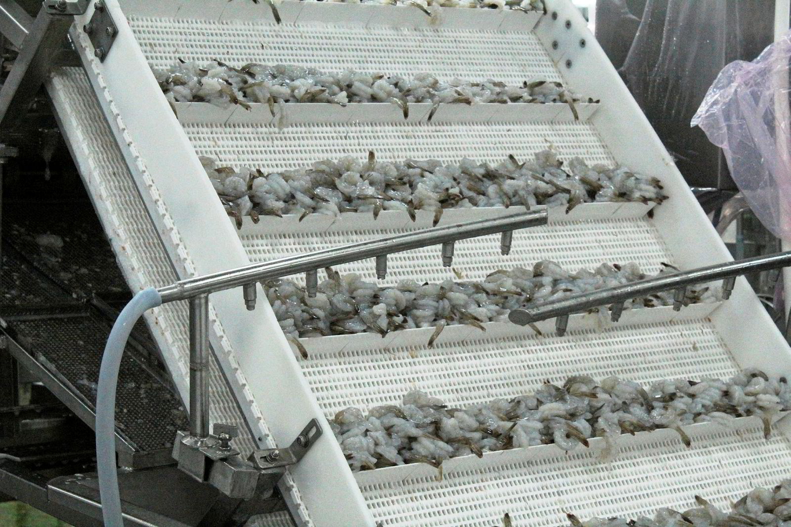 Inside Thai Union's shrimp processing plant | IntraFish.com