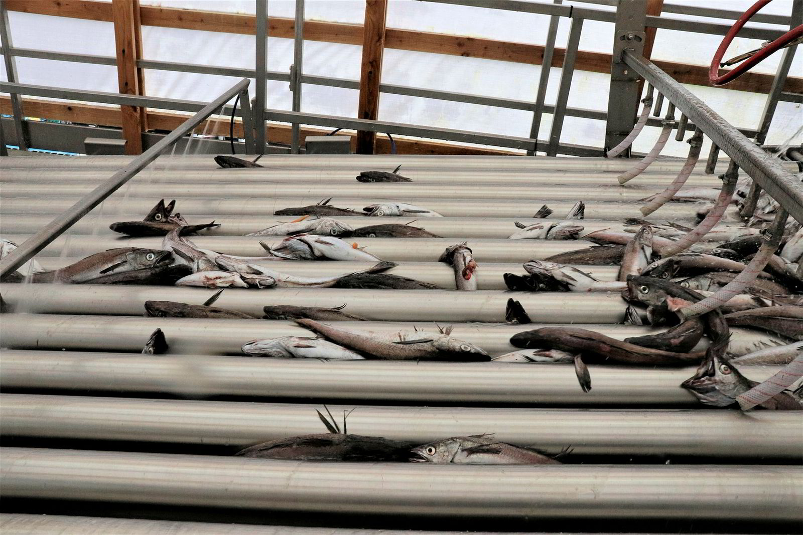 Photo gallery: Take a tour of Pacific Seafood's newest processing ...