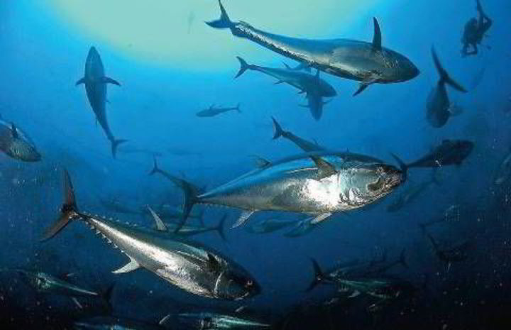 Documentary exposes illegal tuna trade | IntraFish.com