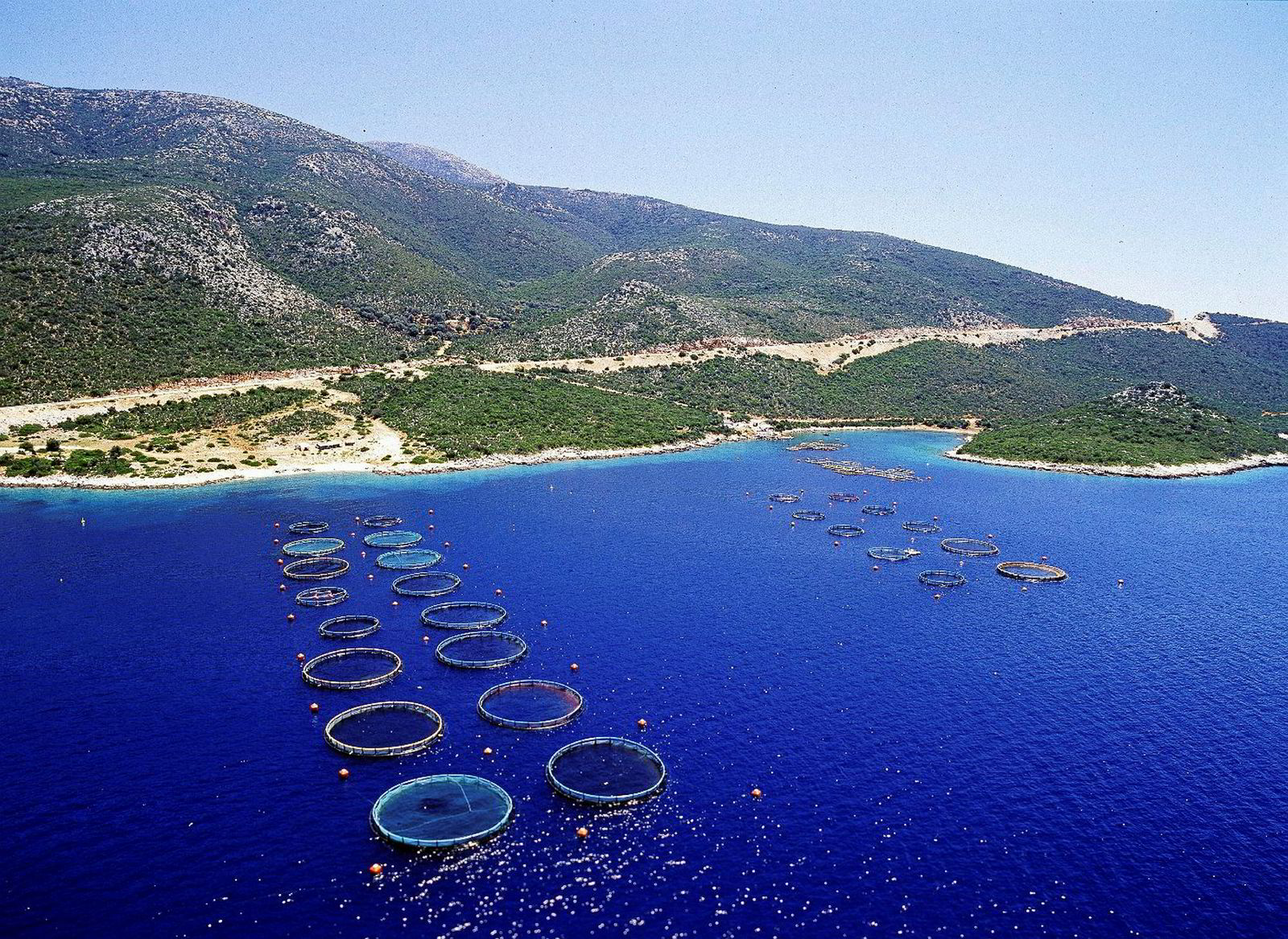 Andromeda CEO: It's time for Greek aquaculture to reinvent itself ...