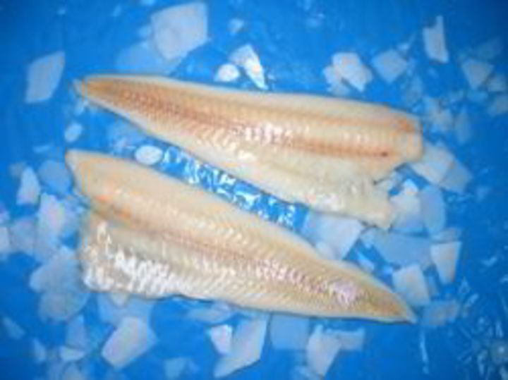 Polish processors fear widespread job losses from cod ban | IntraFish.com