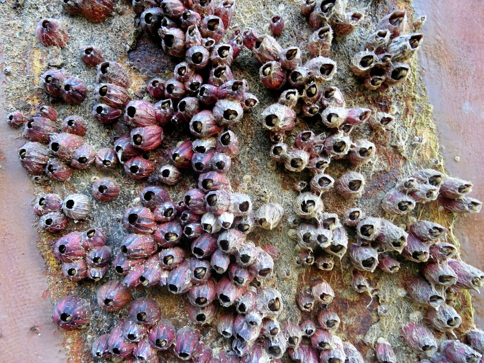 Shipping warned of large costs from hull fouling as ships sit at anchor ...