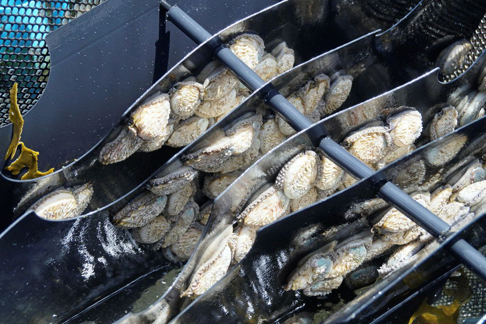 Farm Focus: Inside one of South Africa's biggest abalone operations ...