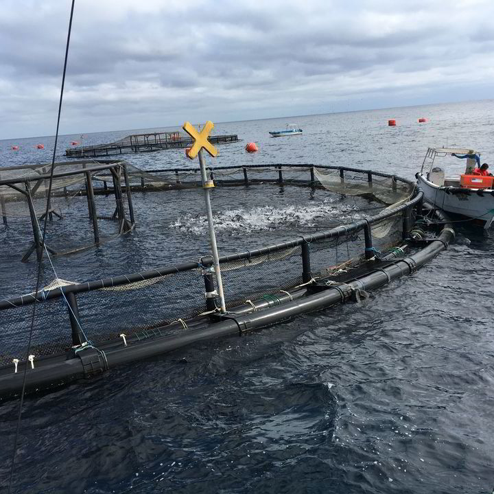 New partnership to bring cobia to US market | IntraFish.com