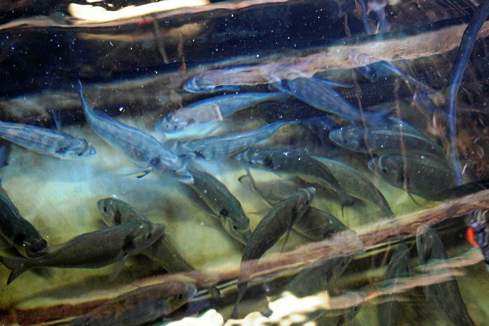 In pictures: Take a tour of Raanan Fish Feed's operation in Israel ...