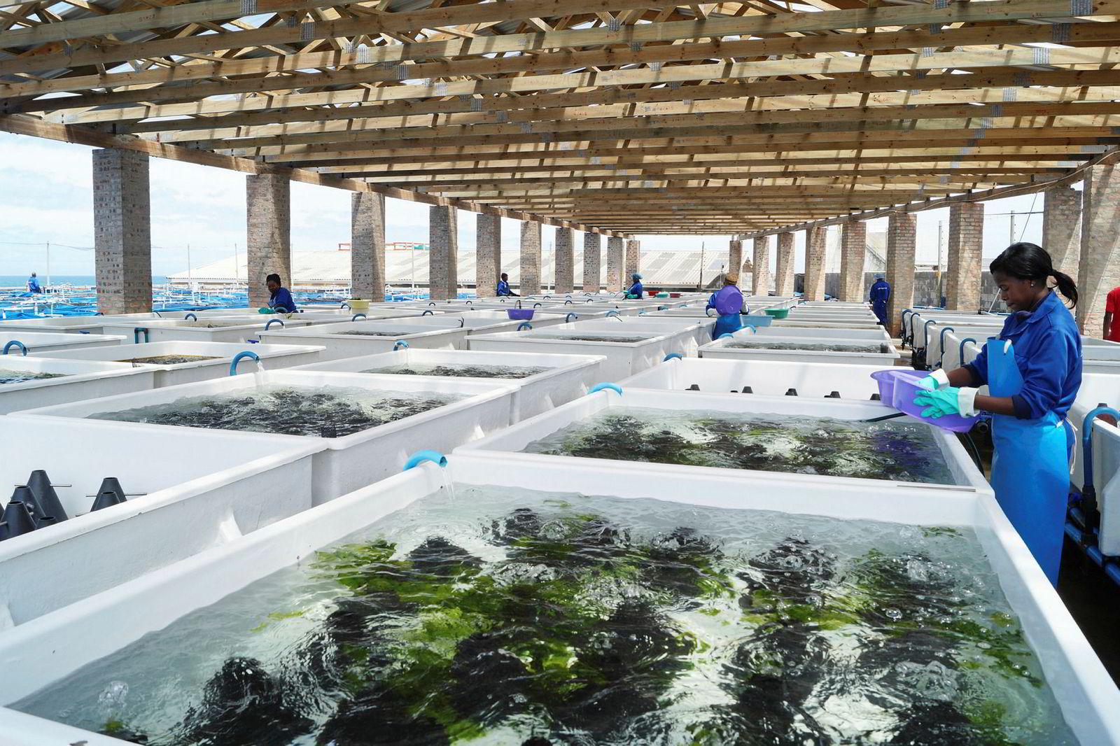 Farm Focus: Inside one of South Africa's biggest abalone operations ...