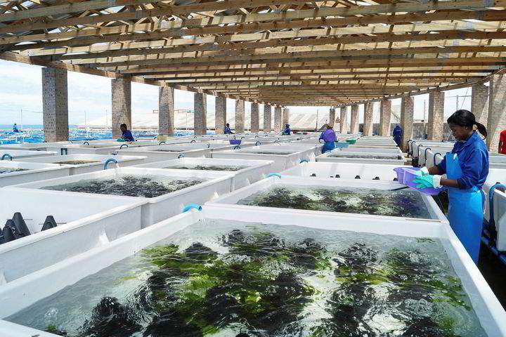 Farm Focus: Inside one of South Africa's biggest abalone operations ...