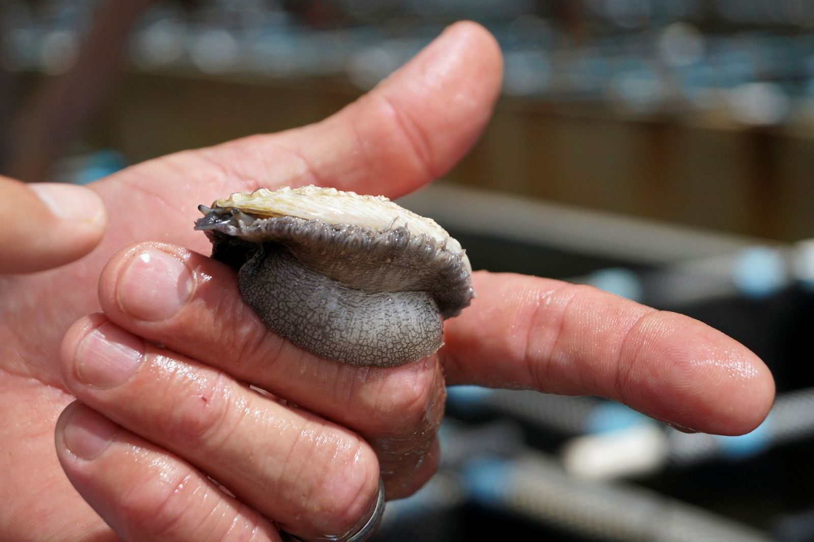Farm Focus: Inside one of South Africa's biggest abalone operations ...