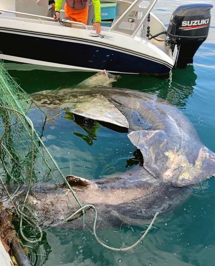 Fikk brugde i garnet: – Det var den største megga jeg har sett ...