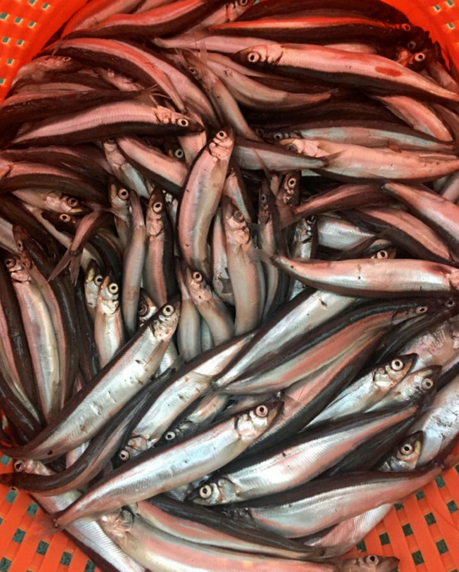 Snøkrabbebåt observerte store loddemengder i Barentshavet | Fiskeribladet