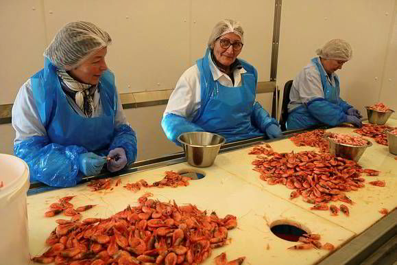 Verdens beste restaurant vil ha rå Lyngen-reker | Fiskeribladet