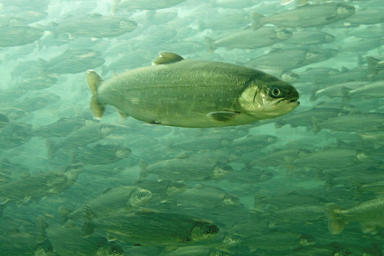 Land-based Arctic charr farm harvests first fish | IntraFish.com