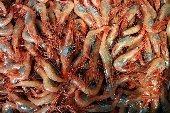 Verdens beste restaurant vil ha rå Lyngen-reker | Fiskeribladet