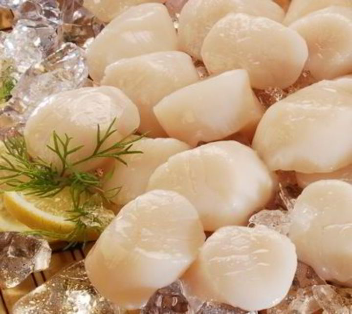 Eastern to start scallop aquaculture in China | IntraFish.com