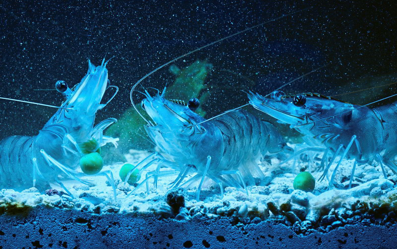 Norwegian startup plans country's first land-based shrimp farm ...