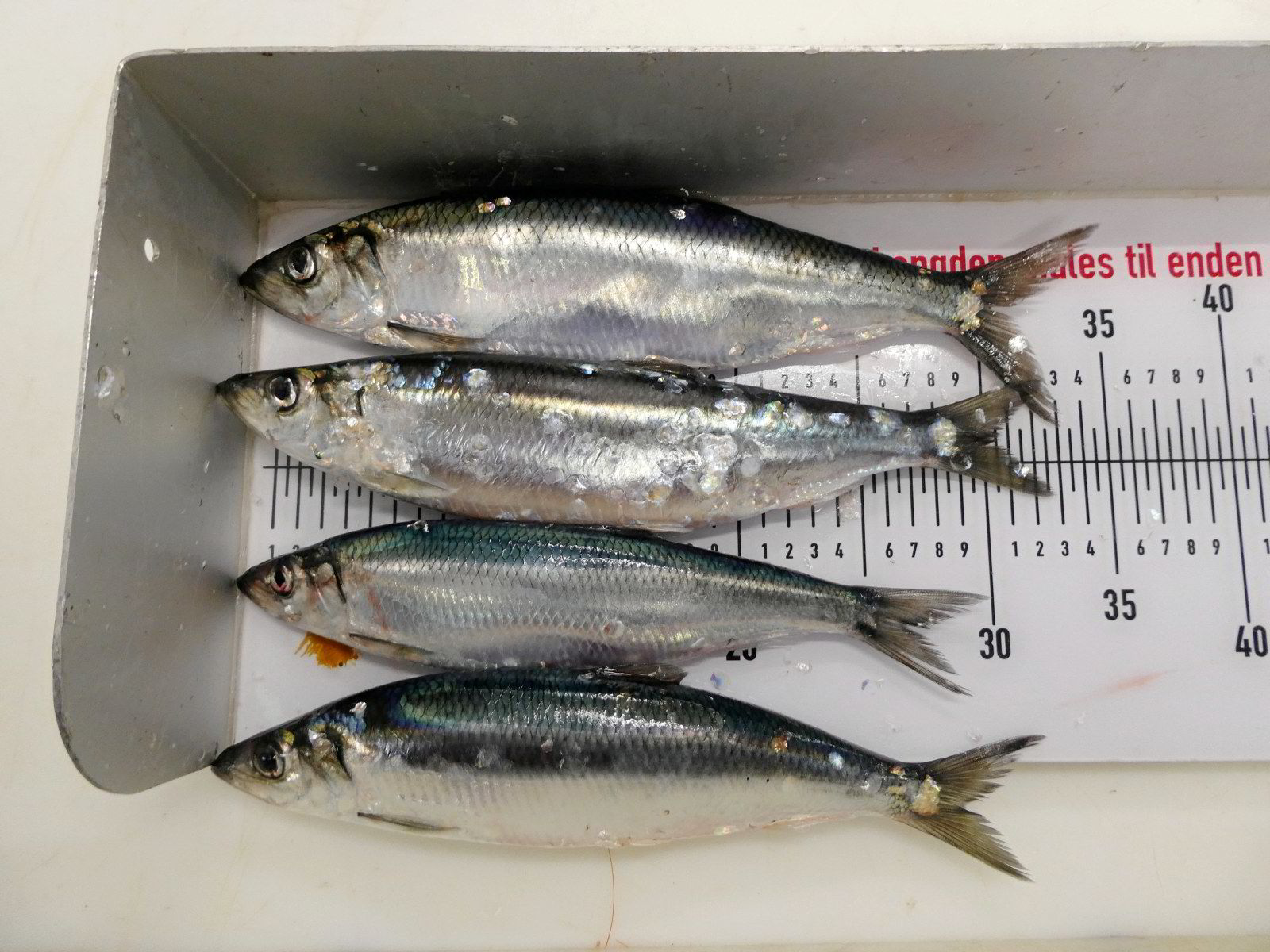 Fiskeristudenter tok imot nvg-silda på Kvænangen | Fiskeribladet