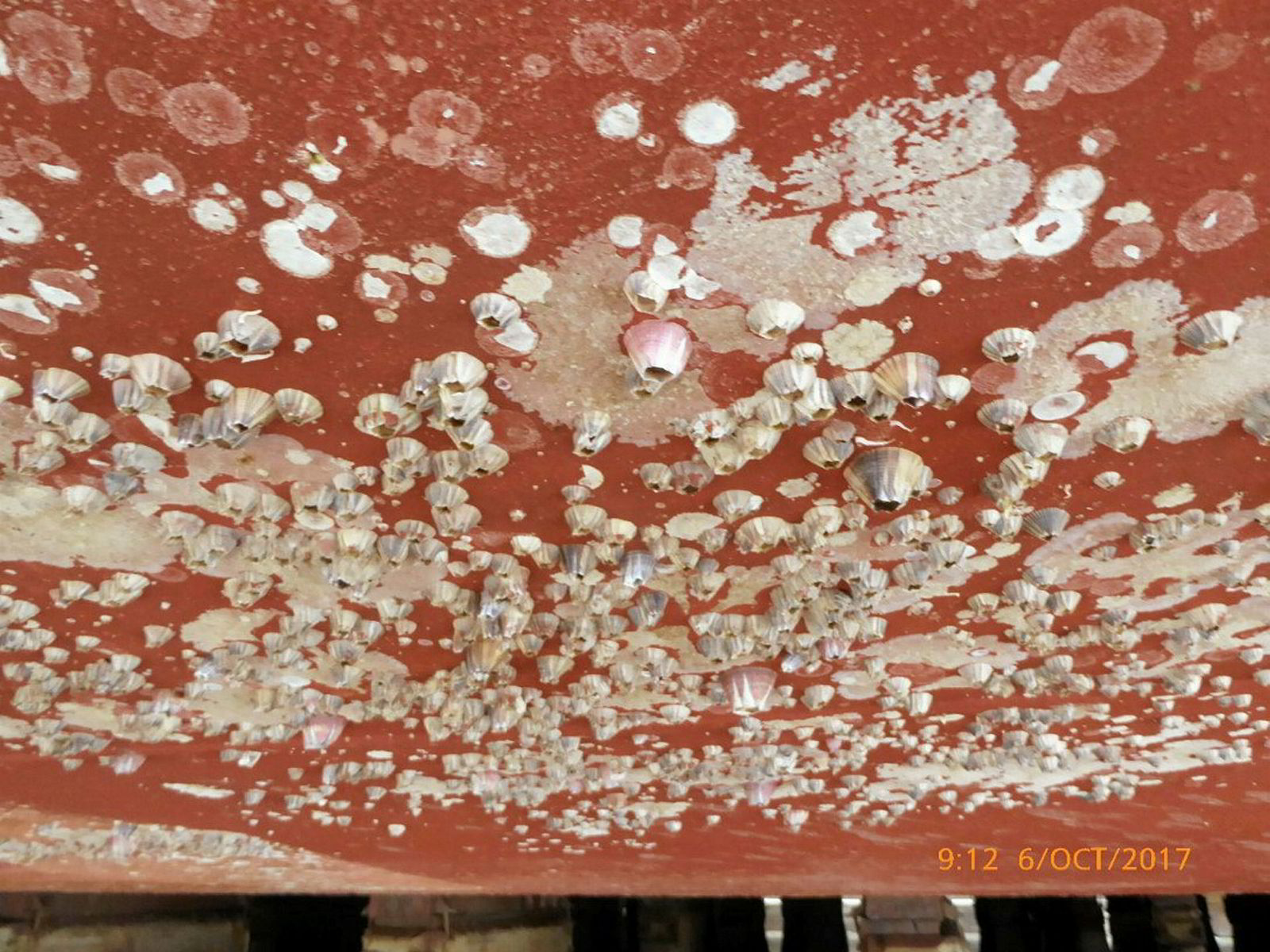 Shipping warned of large costs from hull fouling as ships sit at anchor ...