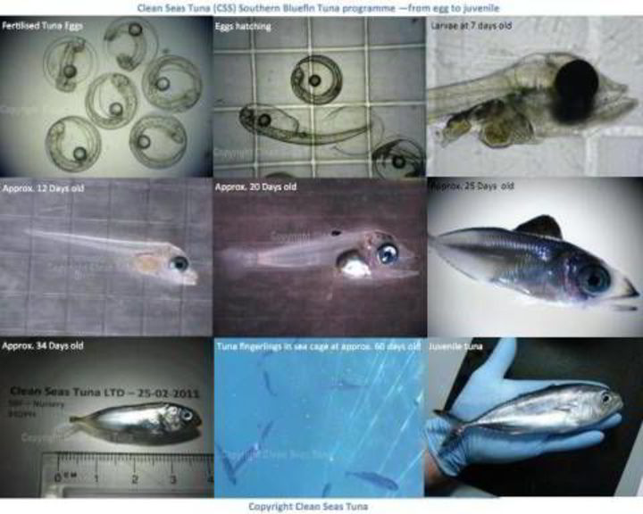 Clean Seas releases photos, video of tuna breeding | IntraFish.com
