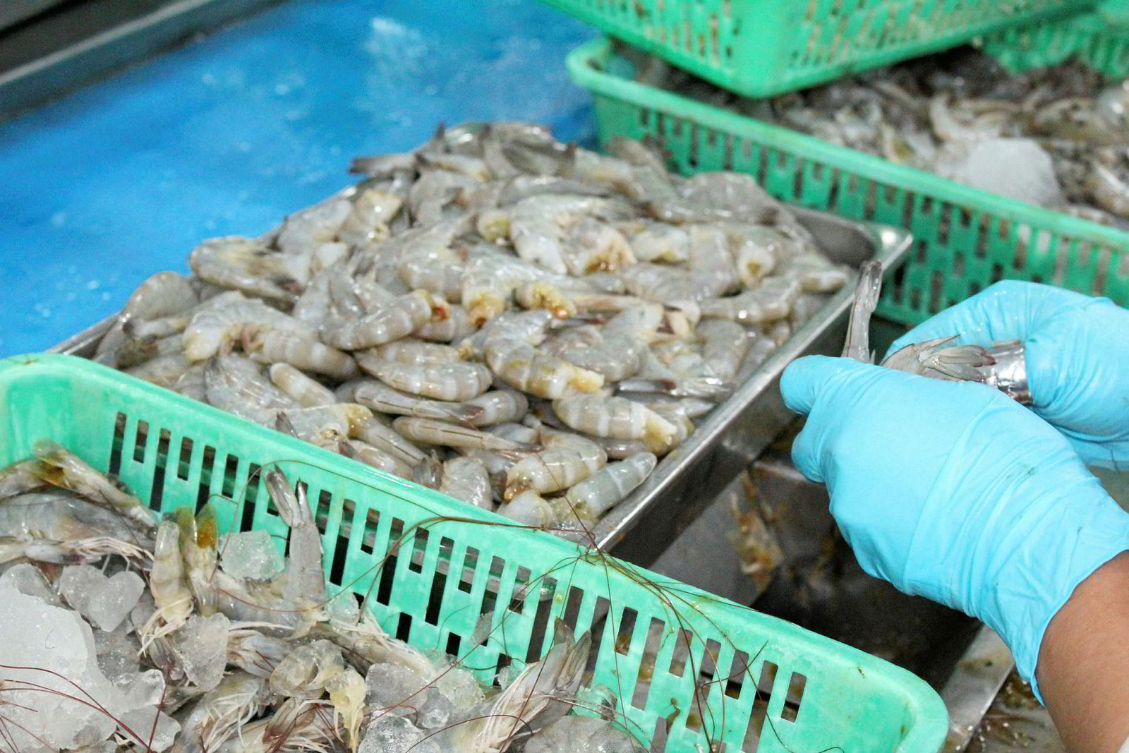 Inside Thai Union's shrimp processing plant | IntraFish.com