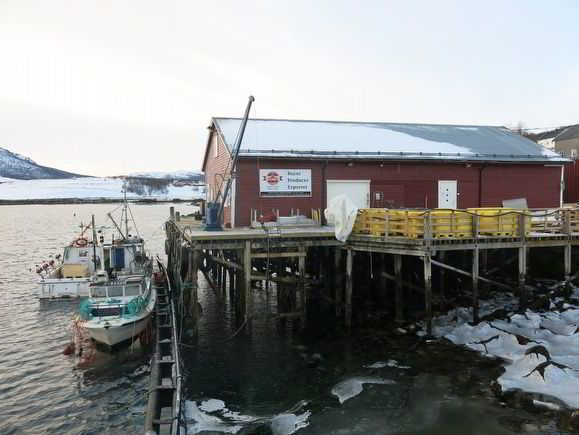 Levende Porsanger-reker til «hele» verden | Fiskeribladet