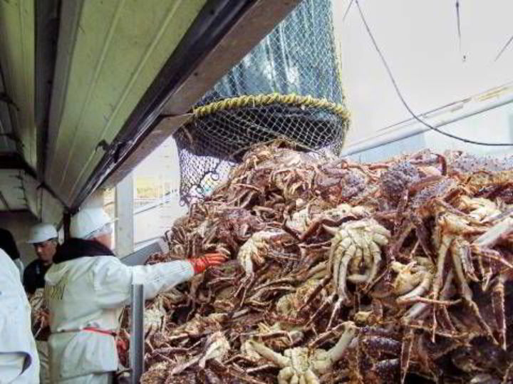 Alaska crab association supports catch shares | IntraFish.com